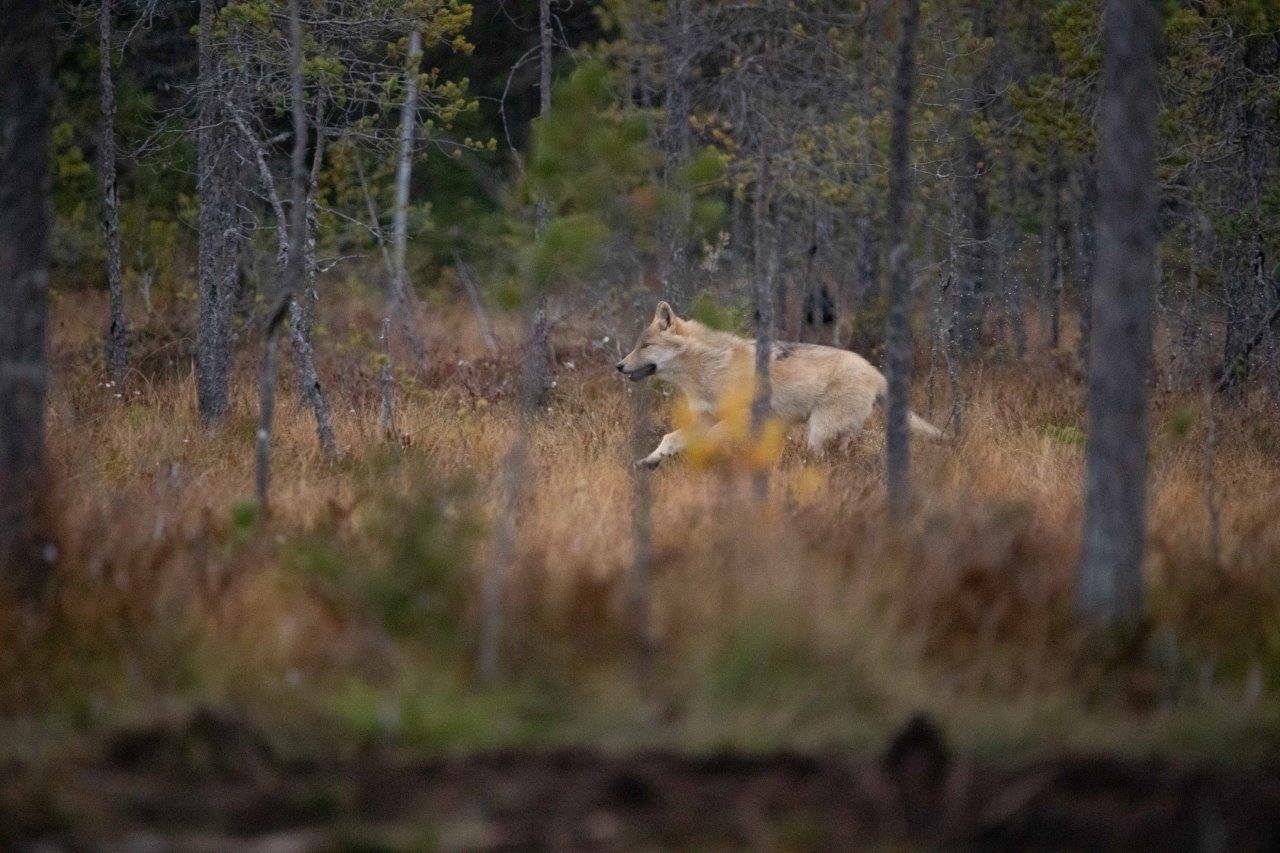 Beskyttet eller jaget? Ulvens fremtid i Danmark og resten af EU er truet | Dyrenes Beskyttelse